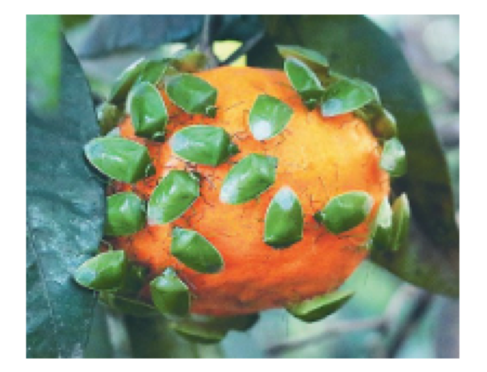 cog-lab | 農にイイこと、脳にイイこと。